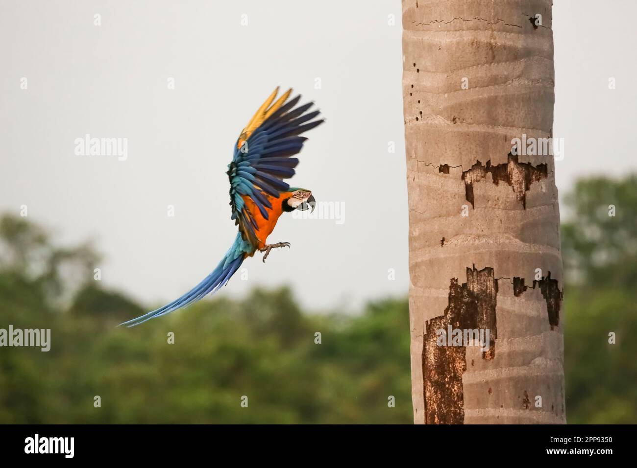 Close-up of an endangered Blue-and-yellow macaw in flight with spread ...