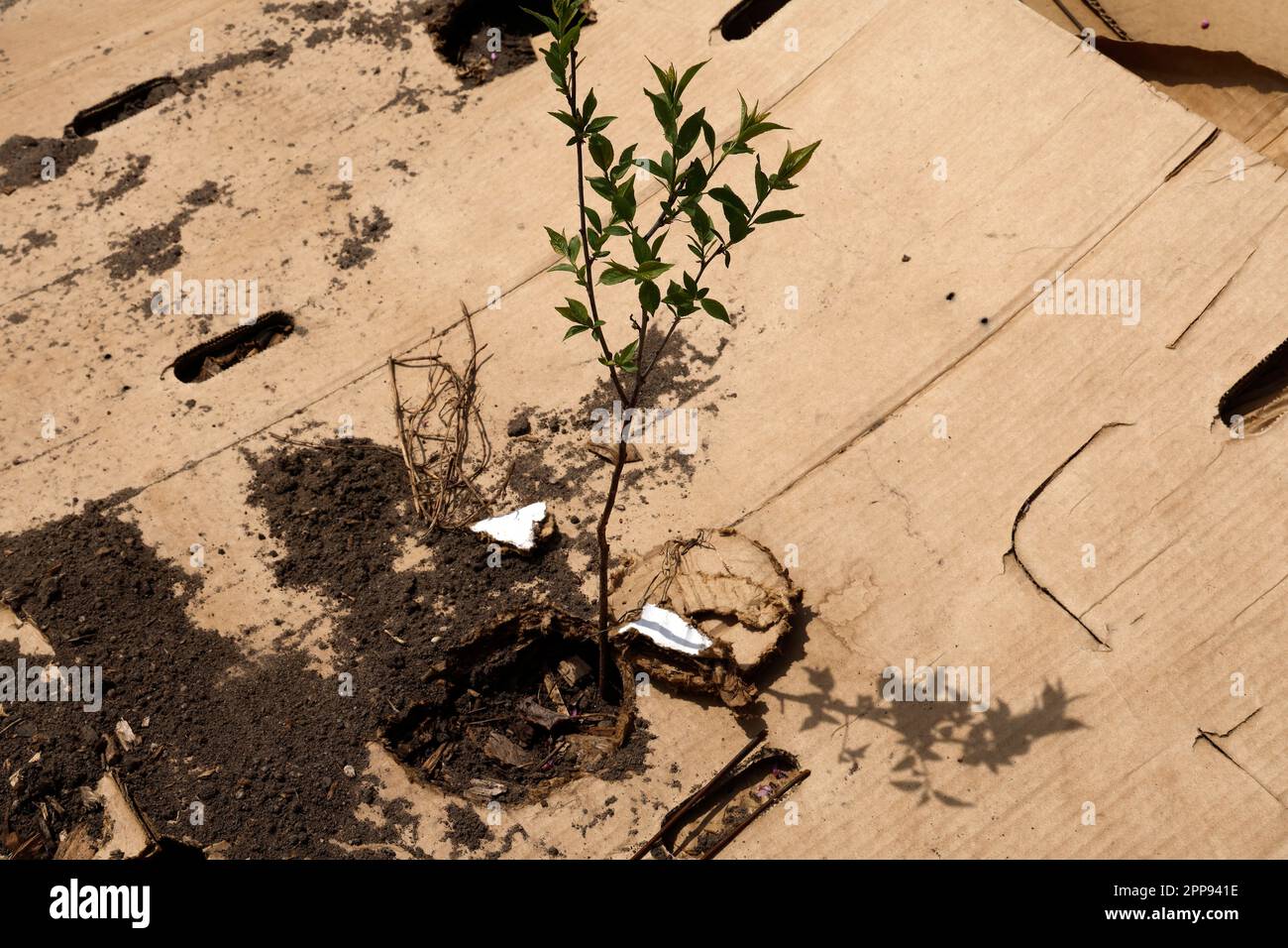 New York City, USA. 22nd Apr, 2023. Newly planted saplings are seen on ...