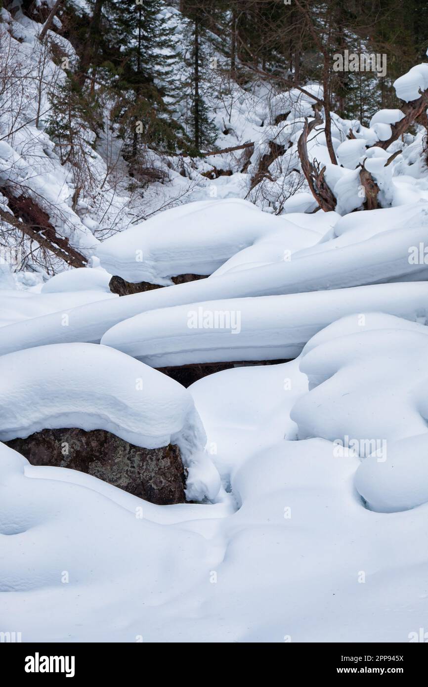 Frozen taiga forest hi-res stock photography and images - Alamy