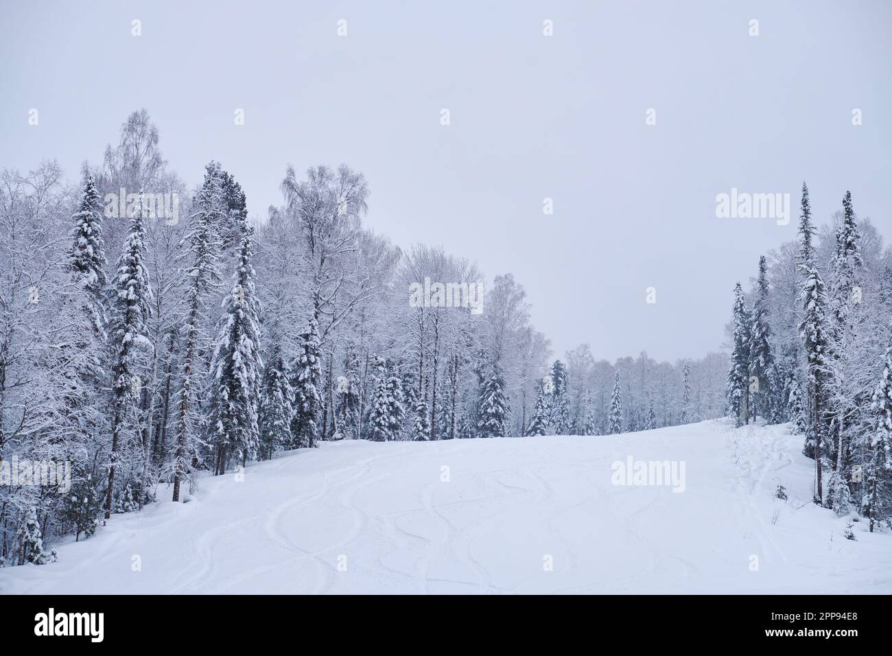 Teletsky Altai winter mountain ski resort. Mount and forest background ...