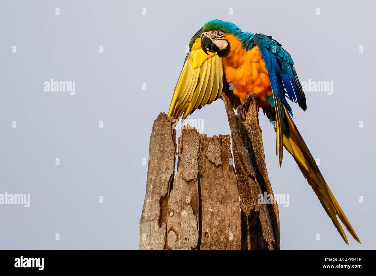 Close-up of an endangered Blue-and-yellow macaw sitting on a palm tree ...