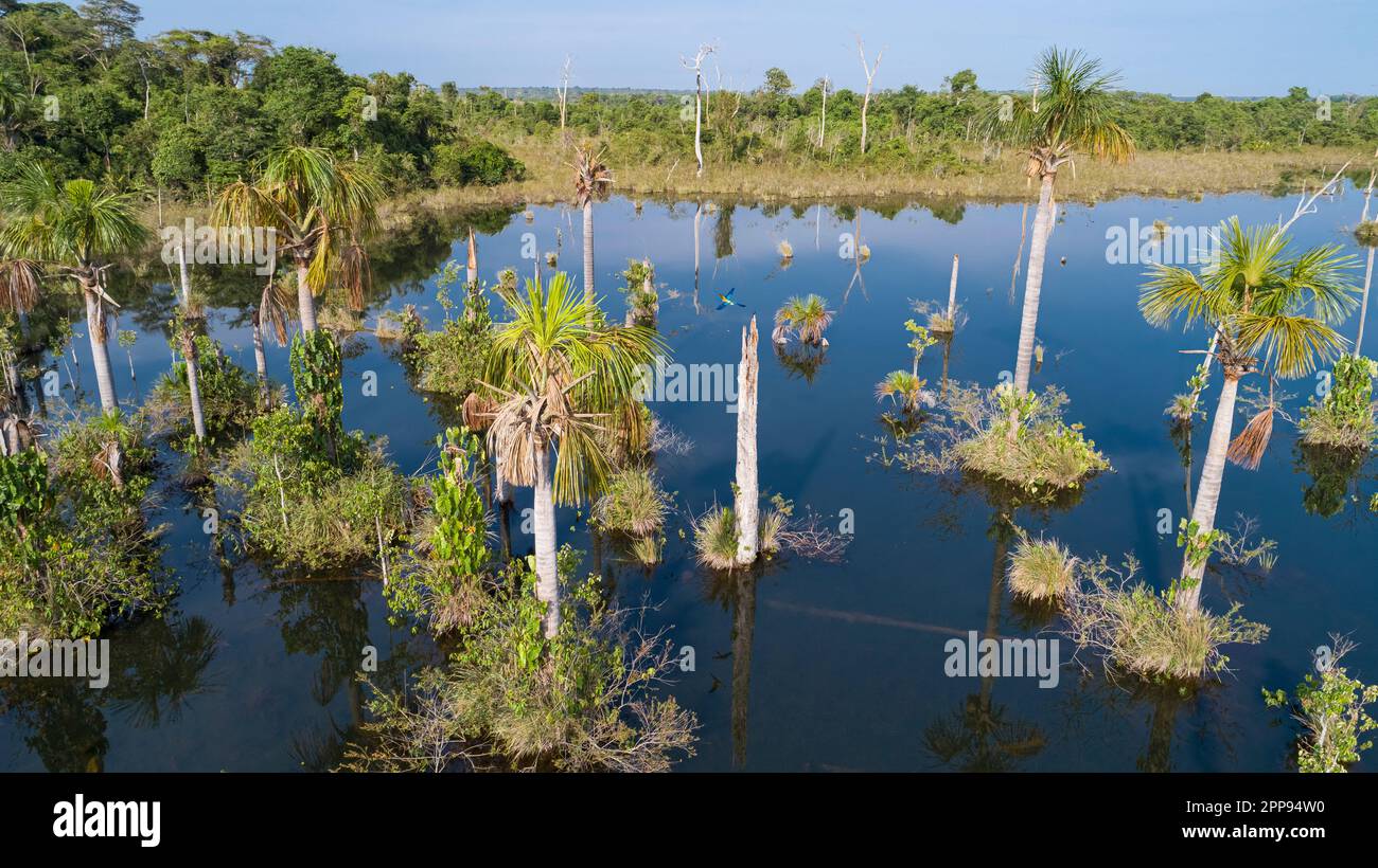 Aerial view of an Amazon lagoon with palms in and around, natural ...