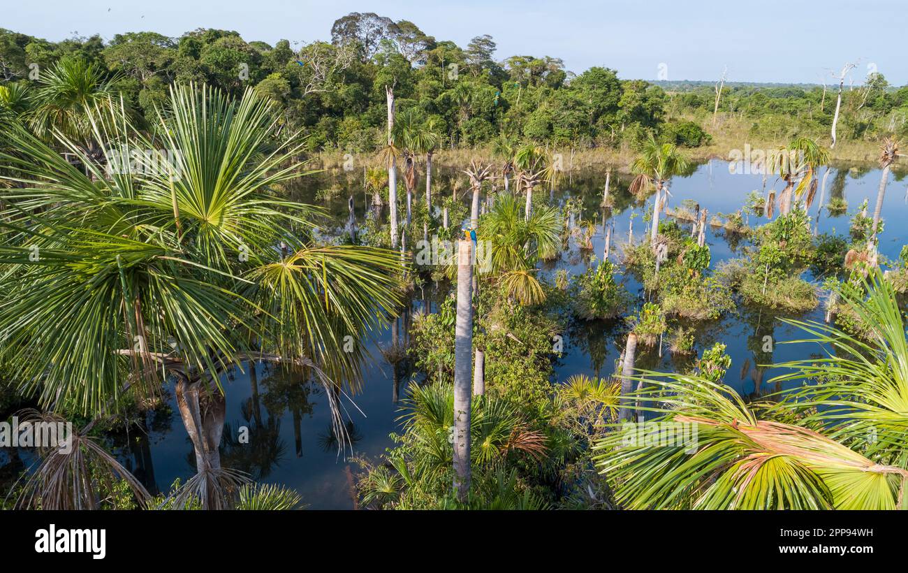 Aerial view of an Amazon lagoon with palms in and around, natural ...