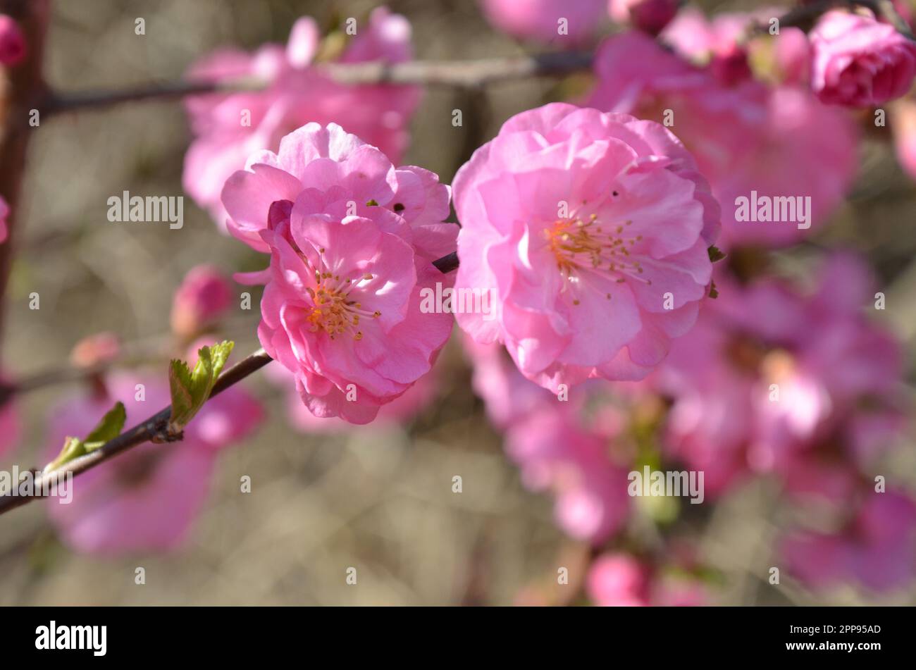 Elm blossoms hi-res stock photography and images - Alamy
