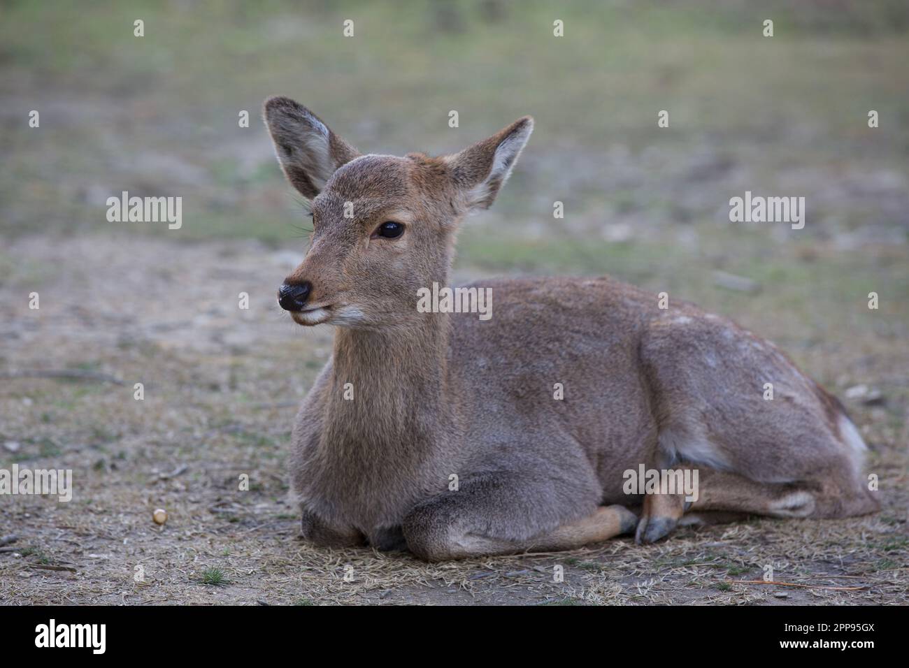 Osaka to nara hi-res stock photography and images - Alamy