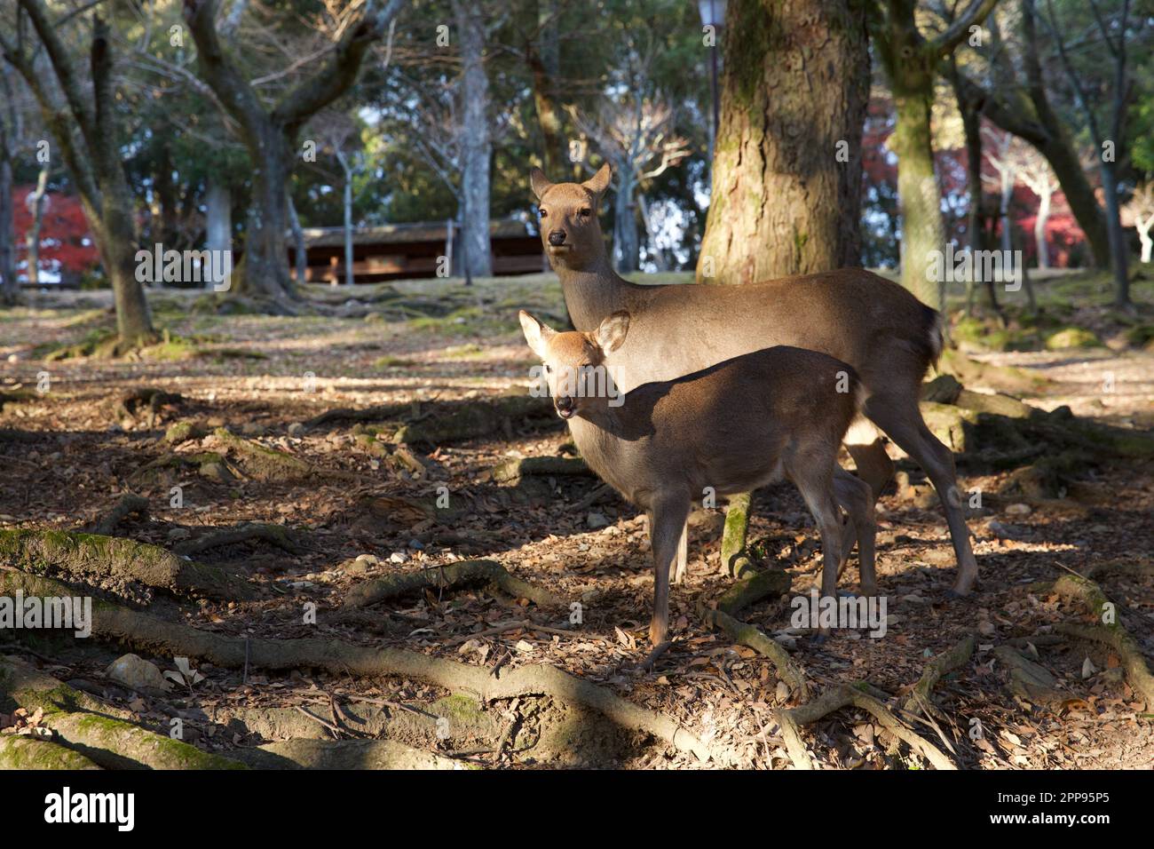 Deer at Nara Park, Osaka Japan Stock Photo - Alamy