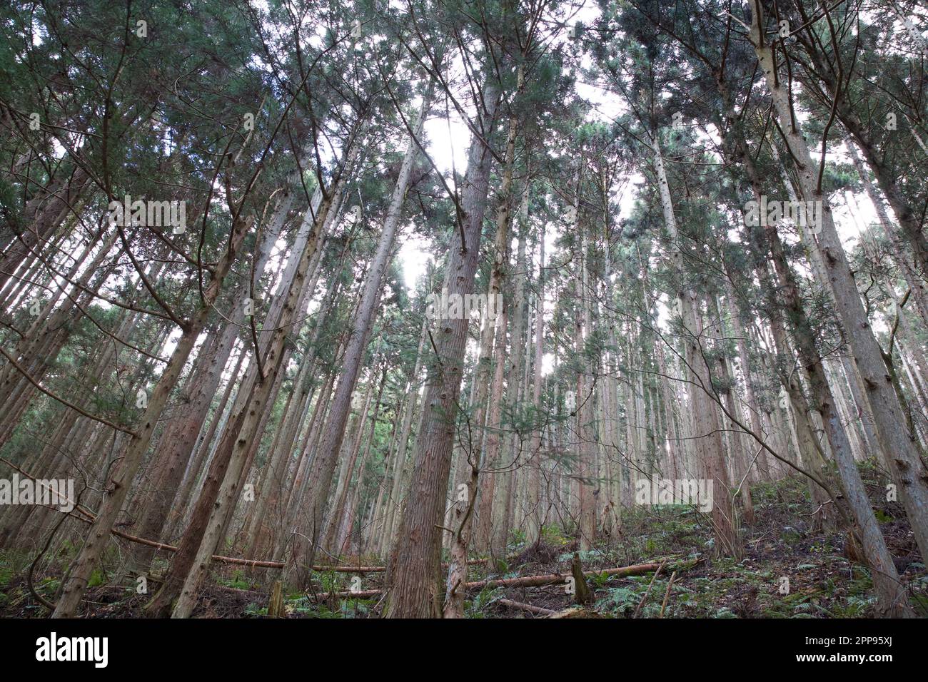 Jigokudani Wild Snow Monkey Park, Nagano Japan Stock Photo - Alamy