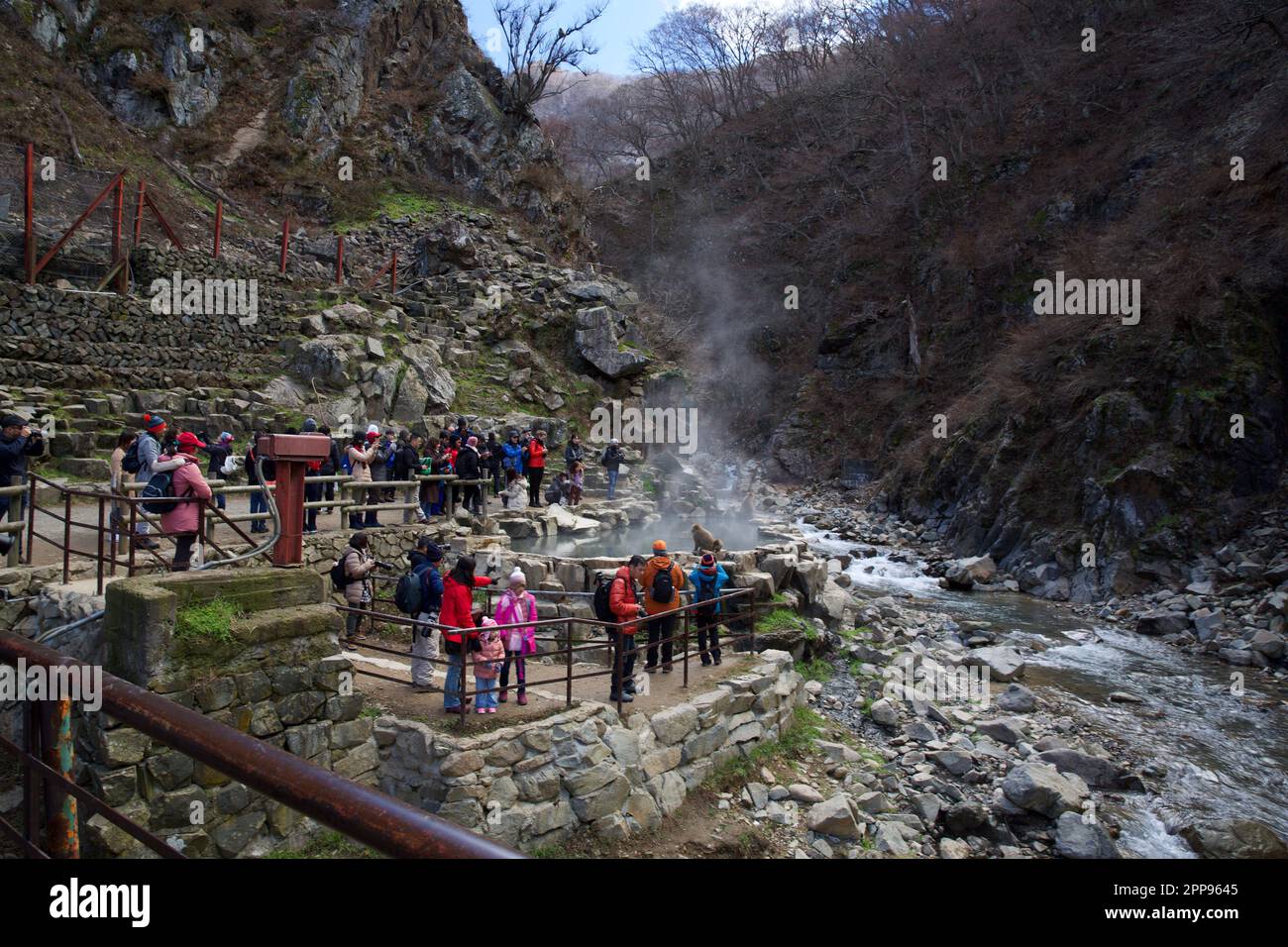 Jigokudani Wild Snow Monkey Park, Nagano Japan Stock Photo - Alamy