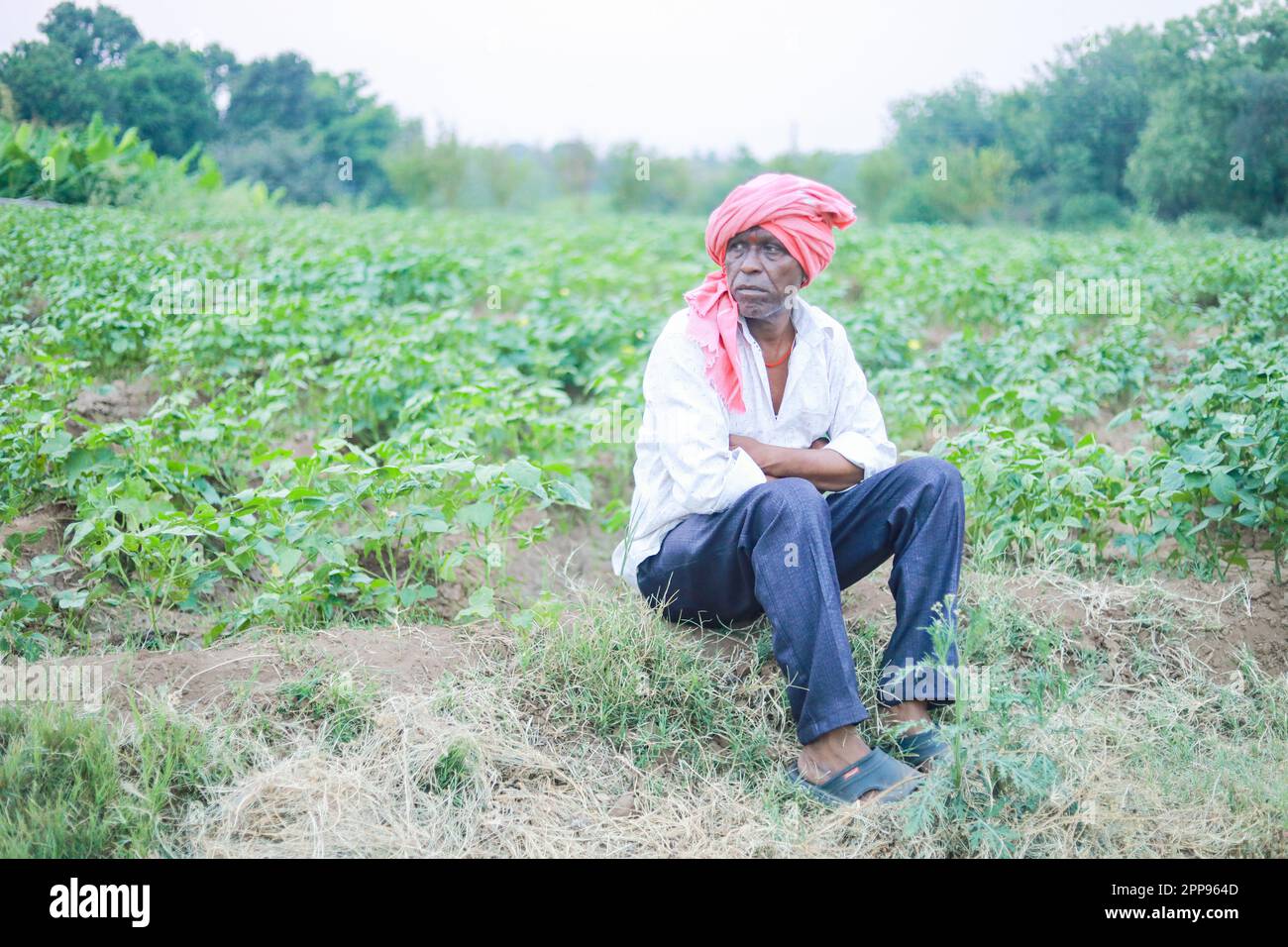 Cowpea Seeds farming, happy indian farmer, poor farmer Stock Photo - Alamy