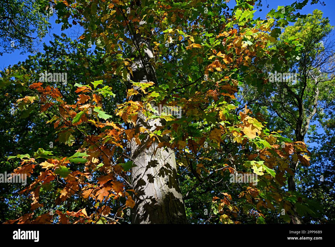 Close-up of Autumn Colours on a Tree in North Hagley Park, Christchurch ...