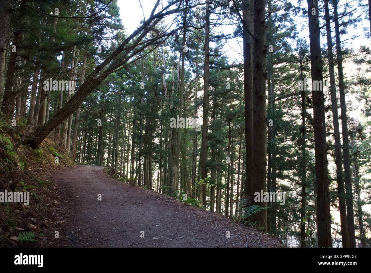 Monkey snow nagano hi-res stock photography and images - Alamy