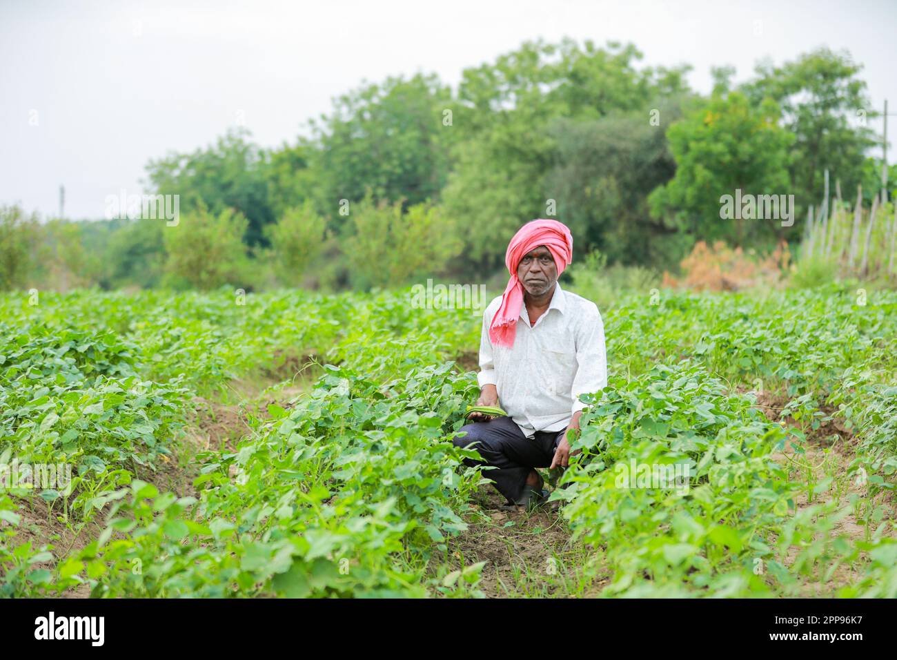 Cowpea Seeds farming, happy indian farmer, poor farmer Stock Photo - Alamy