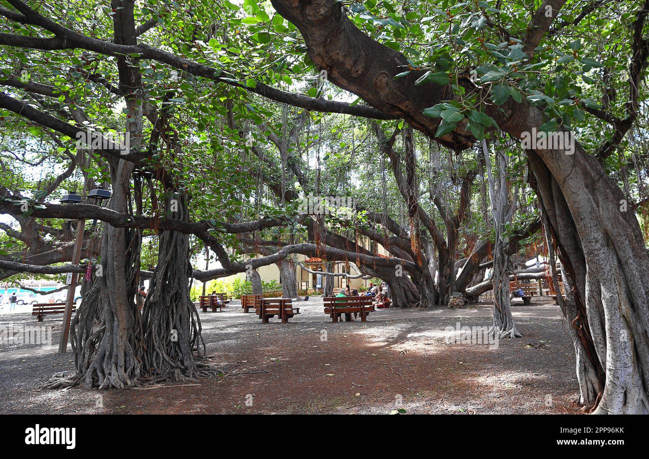 Lahaina Historic Banyan Tree, Maui - Hawaii Stock Photo - Alamy