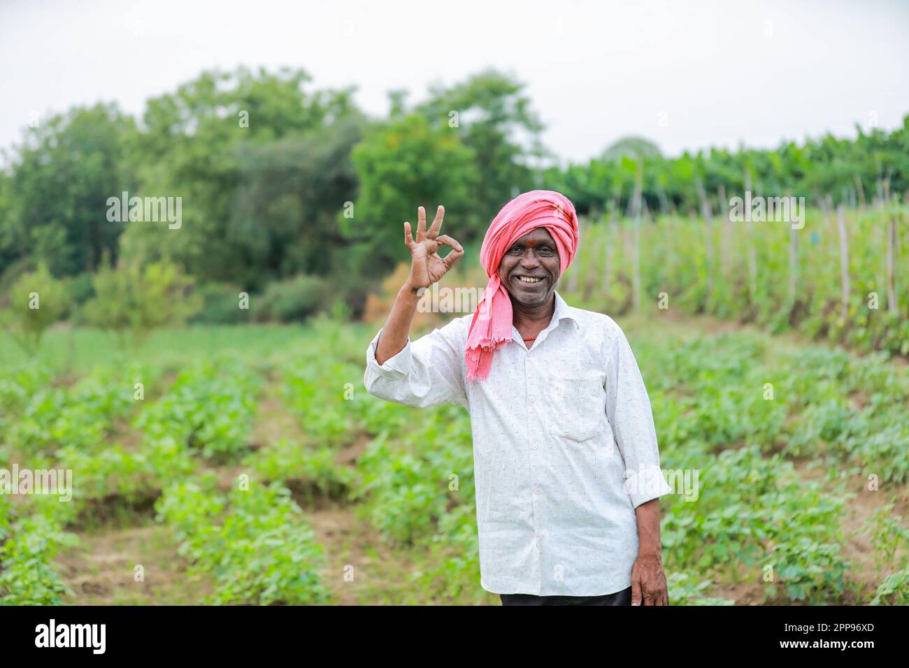 Cowpea Seeds farming, happy indian farmer, poor farmer Stock Photo - Alamy