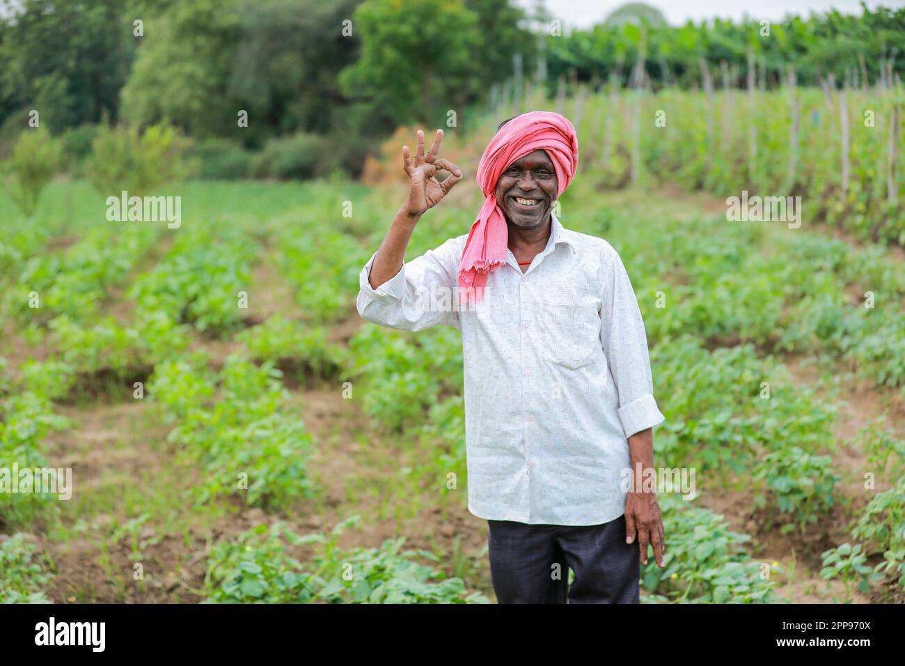 Indian Chinese okra farming , farmer holding baby Chinese okra in farm ...