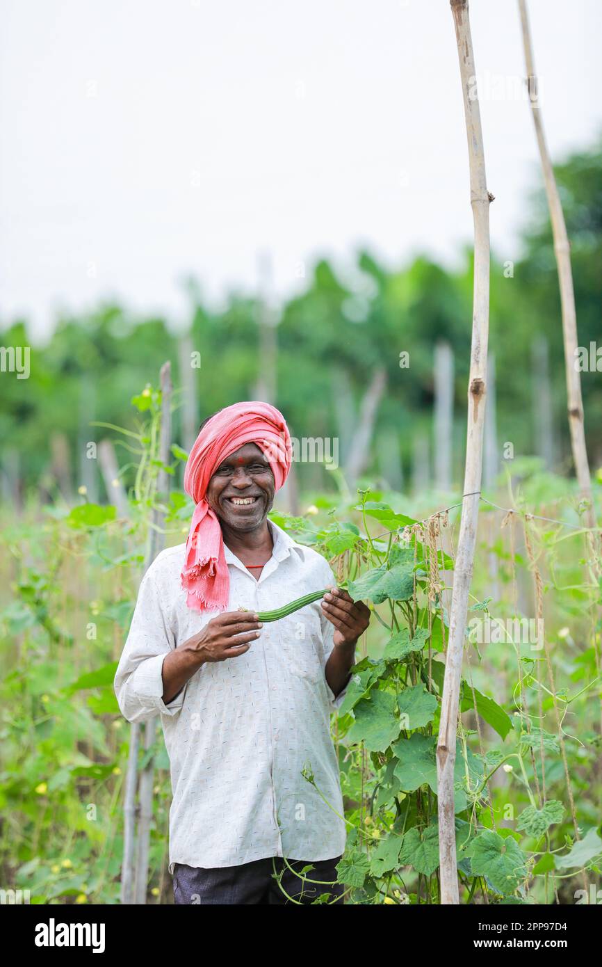 Indian Chinese okra farming , farmer holding baby Chinese okra in farm ...