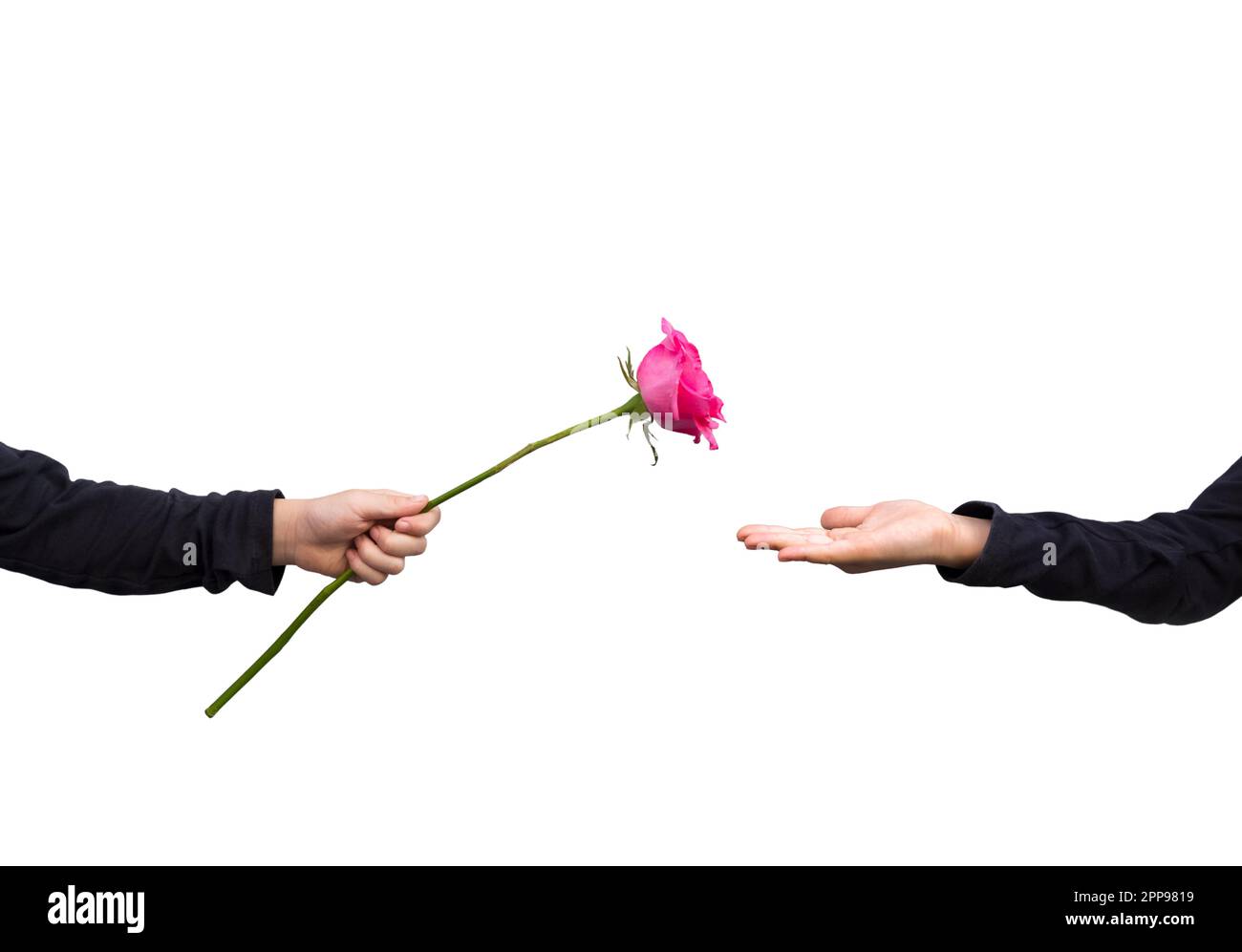 two hands with a beautiful rose,give love concept Stock Photo - Alamy