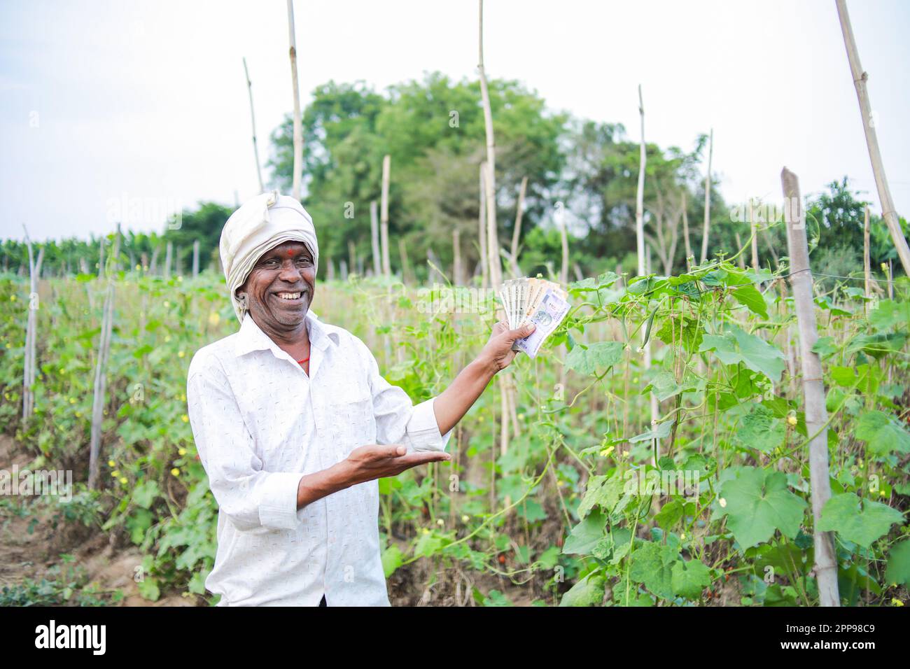 Indian Chinese okra farming , farmer holding baby Chinese okra in farm ...