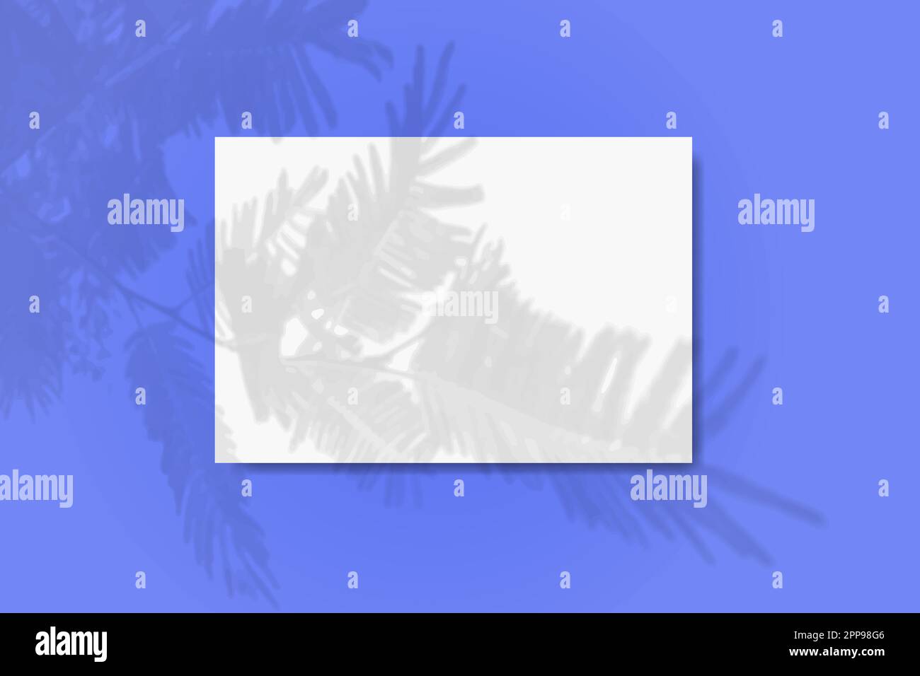 Natural light casts shadows from the tui branch on a rectangular sheet ...