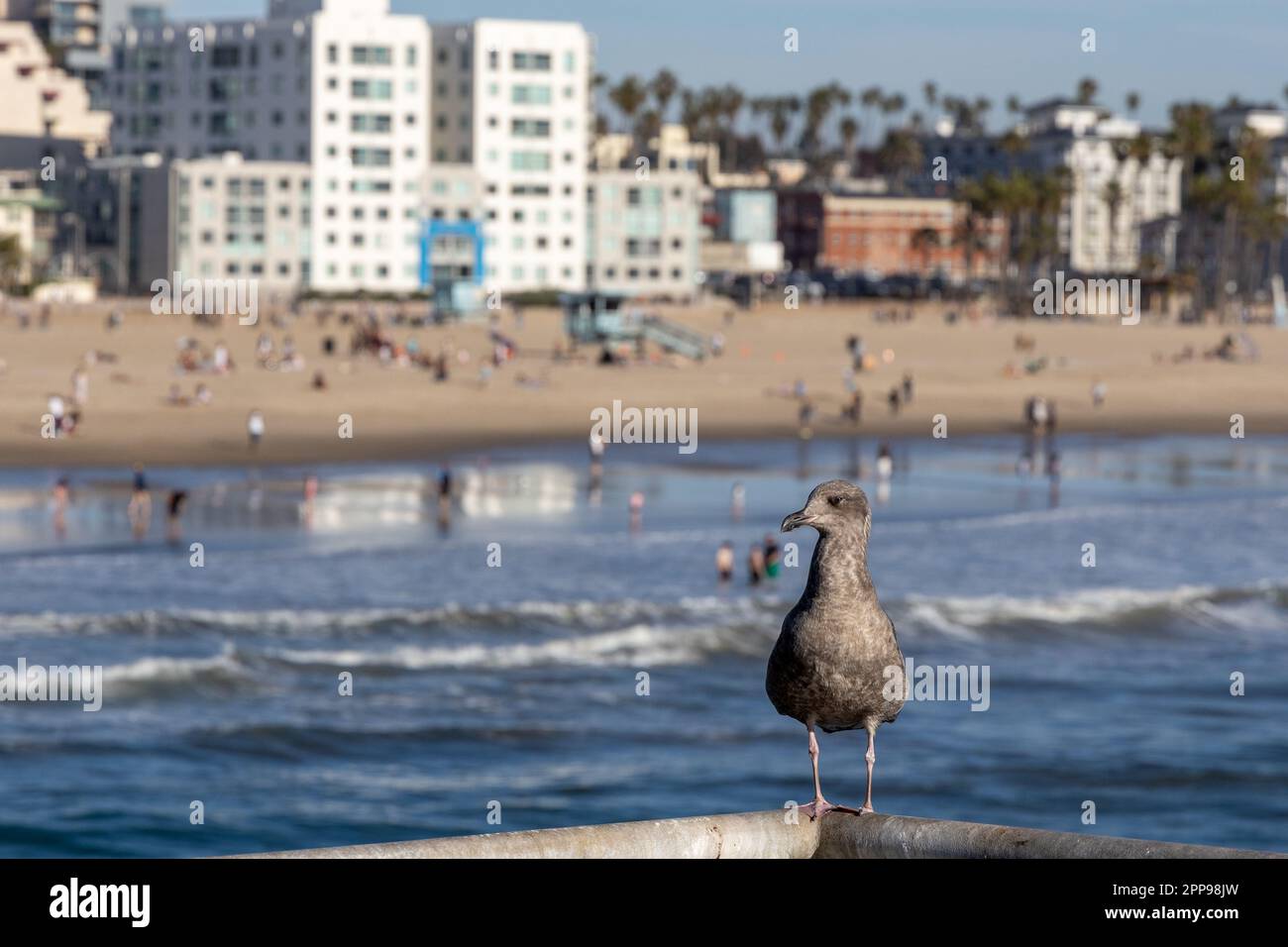 A seagull bird on the Santa monica pier with the beach in the ...