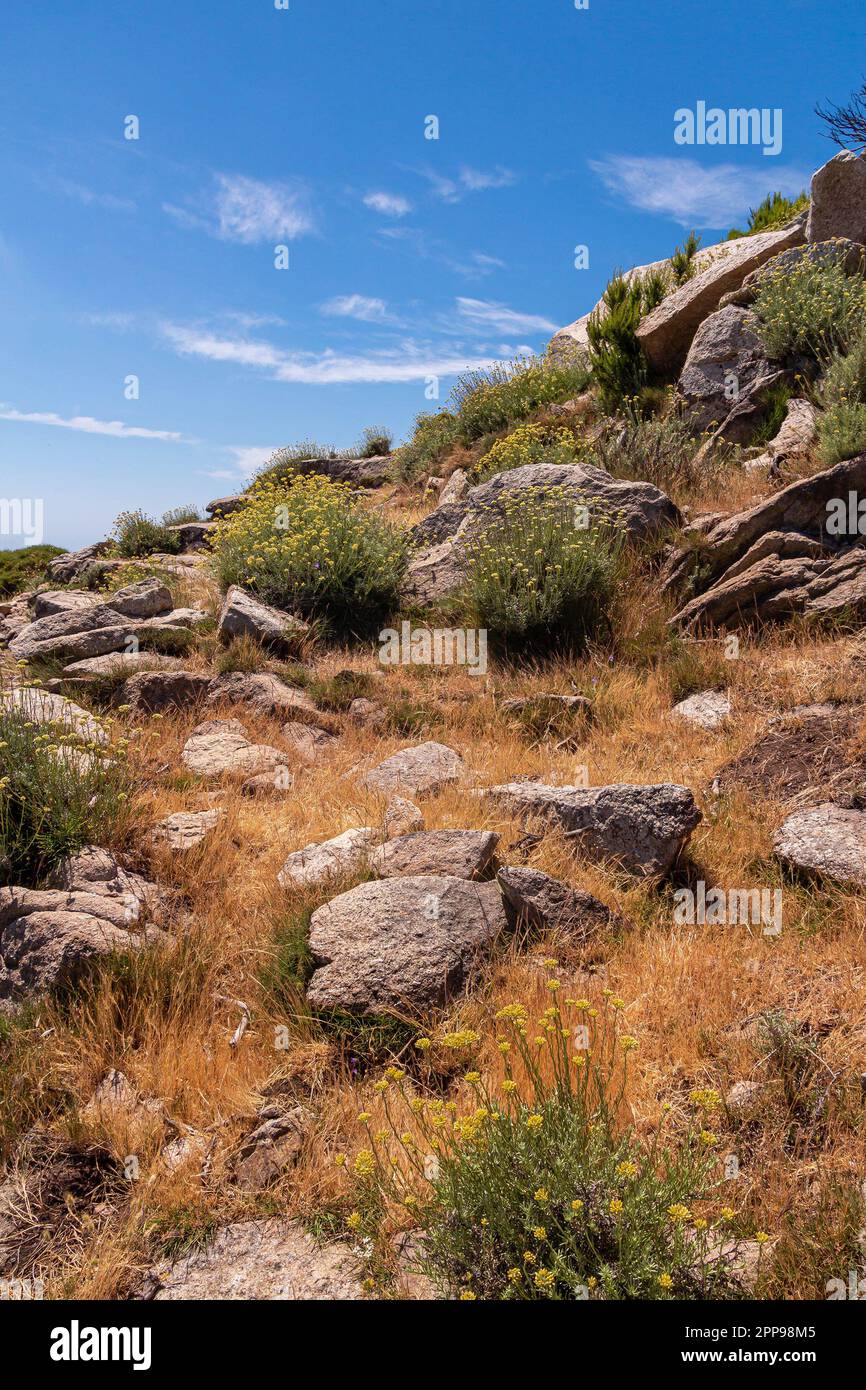 Mediterranean Macchia with helichrysum italicum flowers at monte ...