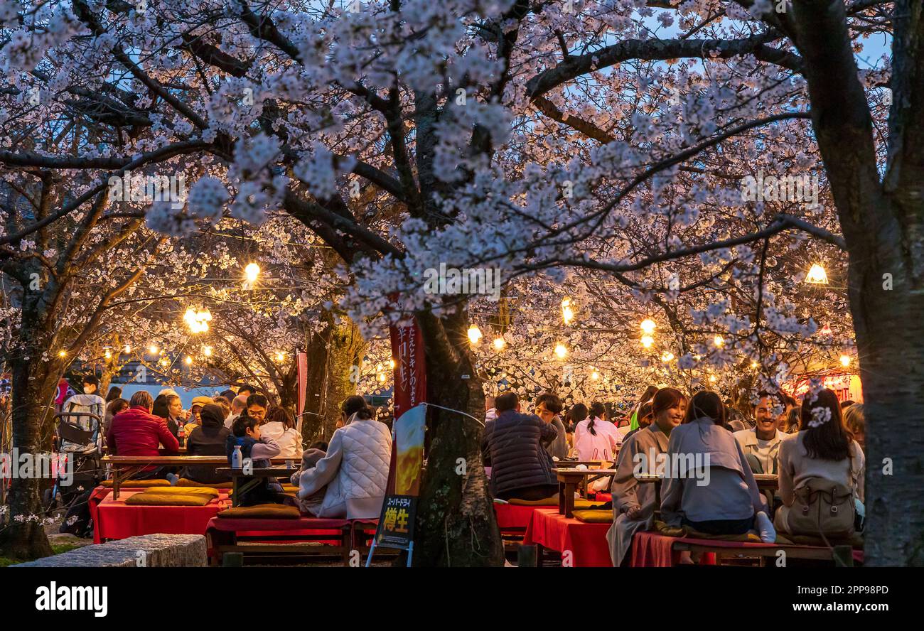 Kyoto, Japan - March 24, 2023: People enjoy cherry blossom (Sakura) in Maruyama Park, Kyoto ...
