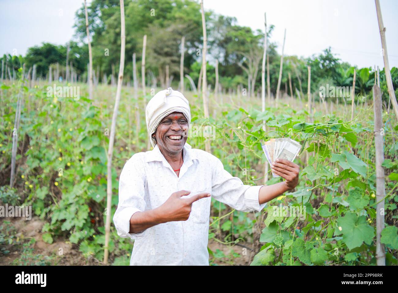 Indian Chinese okra farming , farmer holding baby Chinese okra in farm ...