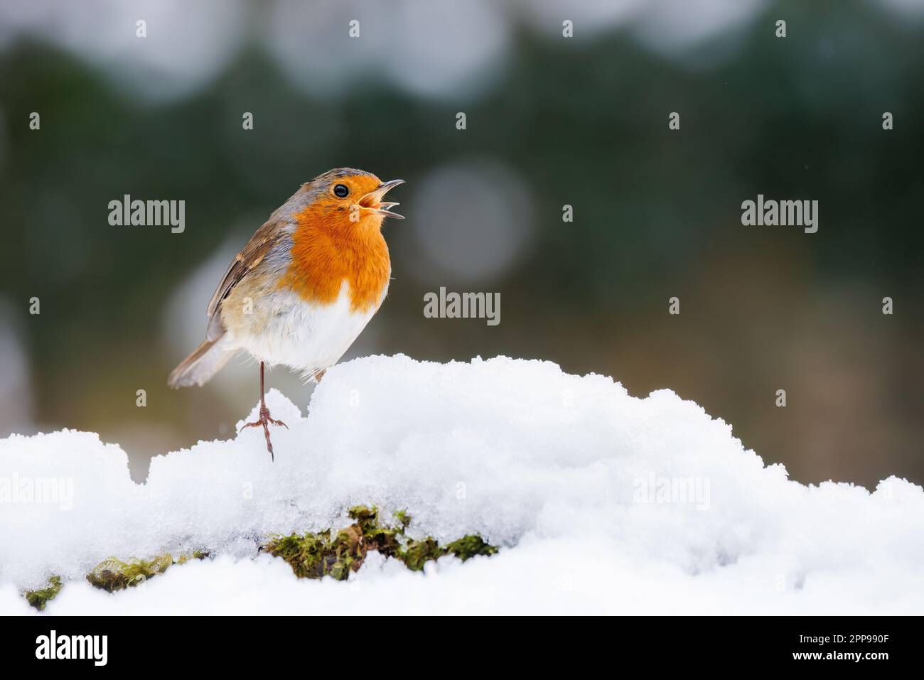 European Robin [ Erithacus rubecula ] singing from snow covered stump ...