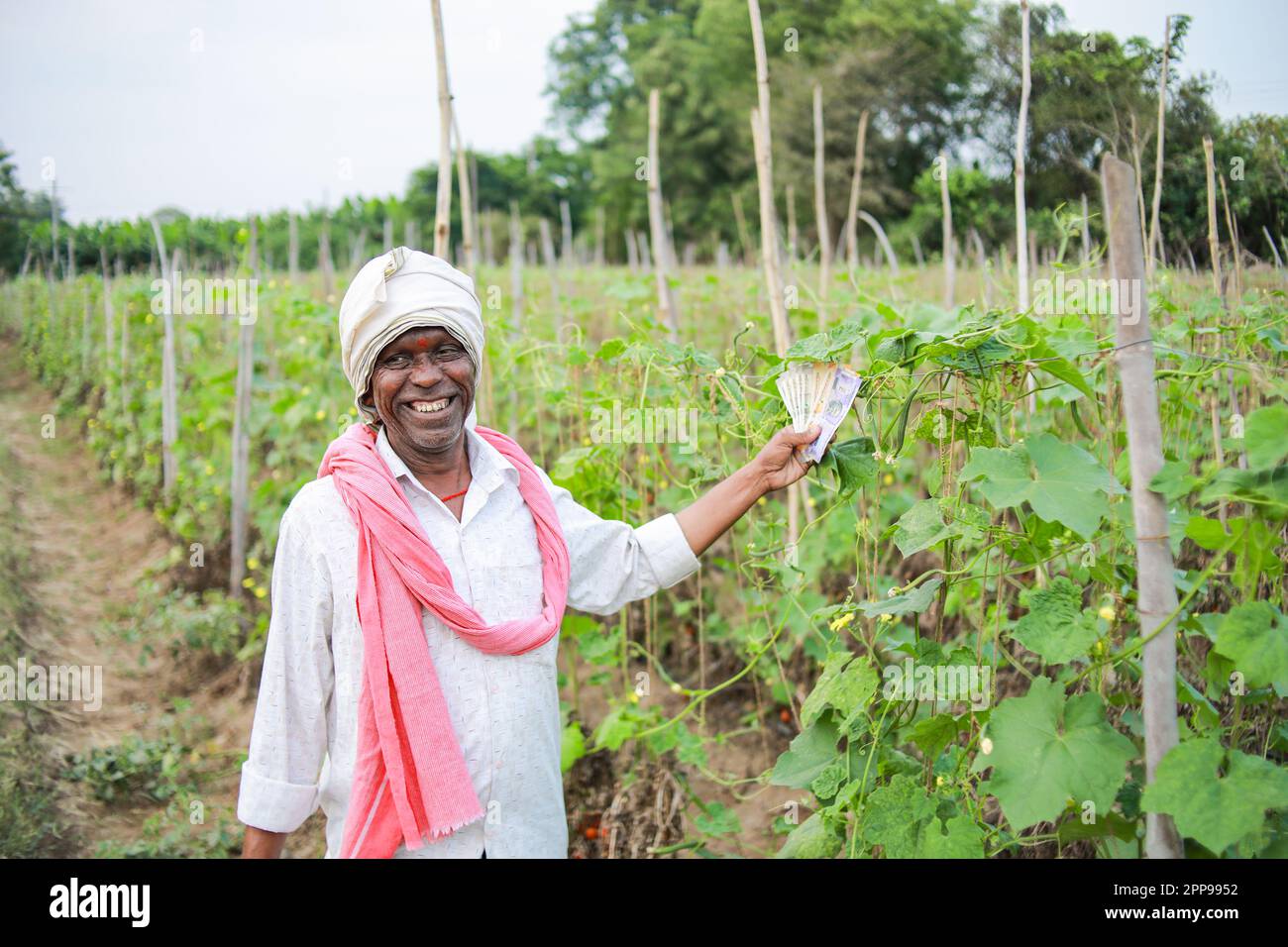 Indian Chinese okra farming , farmer holding baby Chinese okra in farm ...