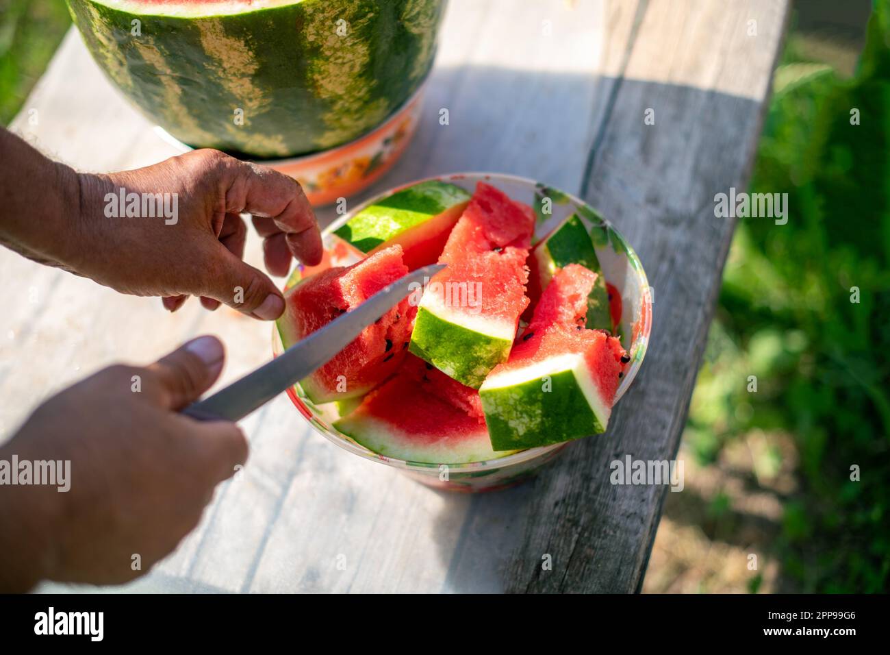 Hand farmer cutting fresh watermelon hi-res stock photography and ...