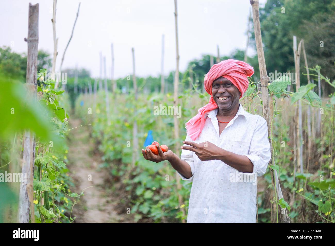 Indian farmer holding tomato in hands, happy farmer Stock Photo - Alamy