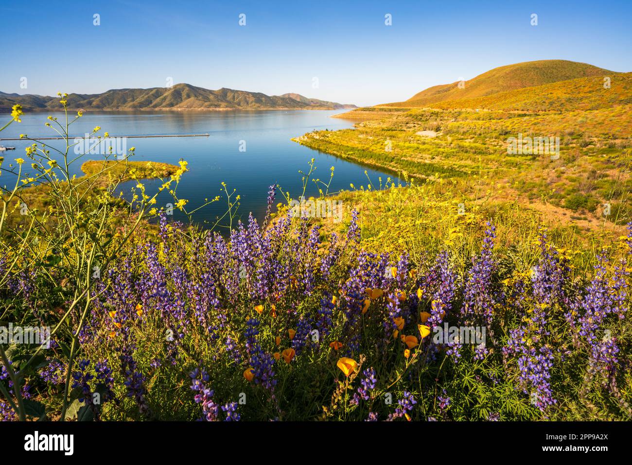 California Wildflowers Super Bloom Stock Photo - Alamy