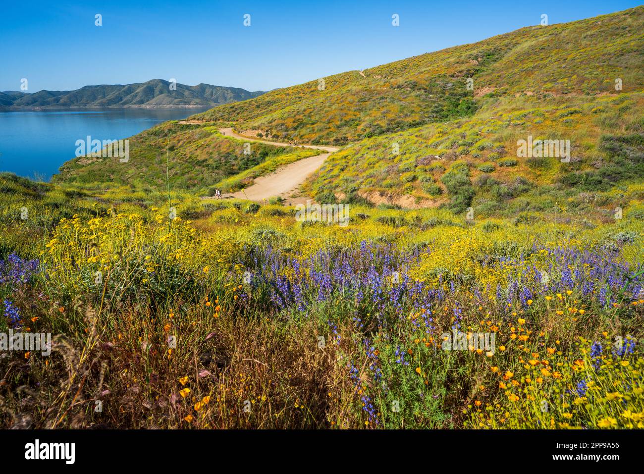 California Wildflowers Super Bloom Stock Photo - Alamy