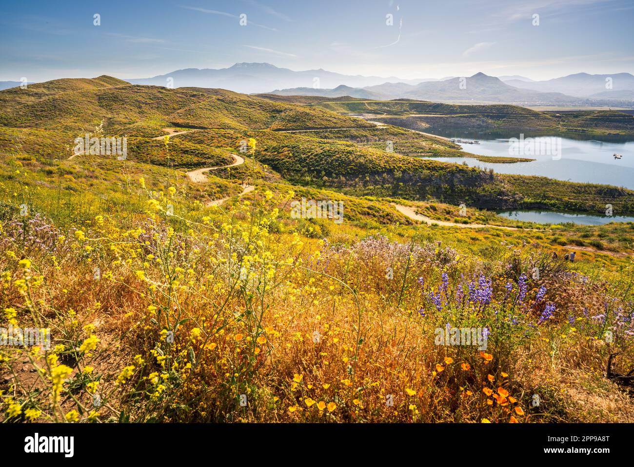 California Wildflowers Super Bloom Stock Photo - Alamy
