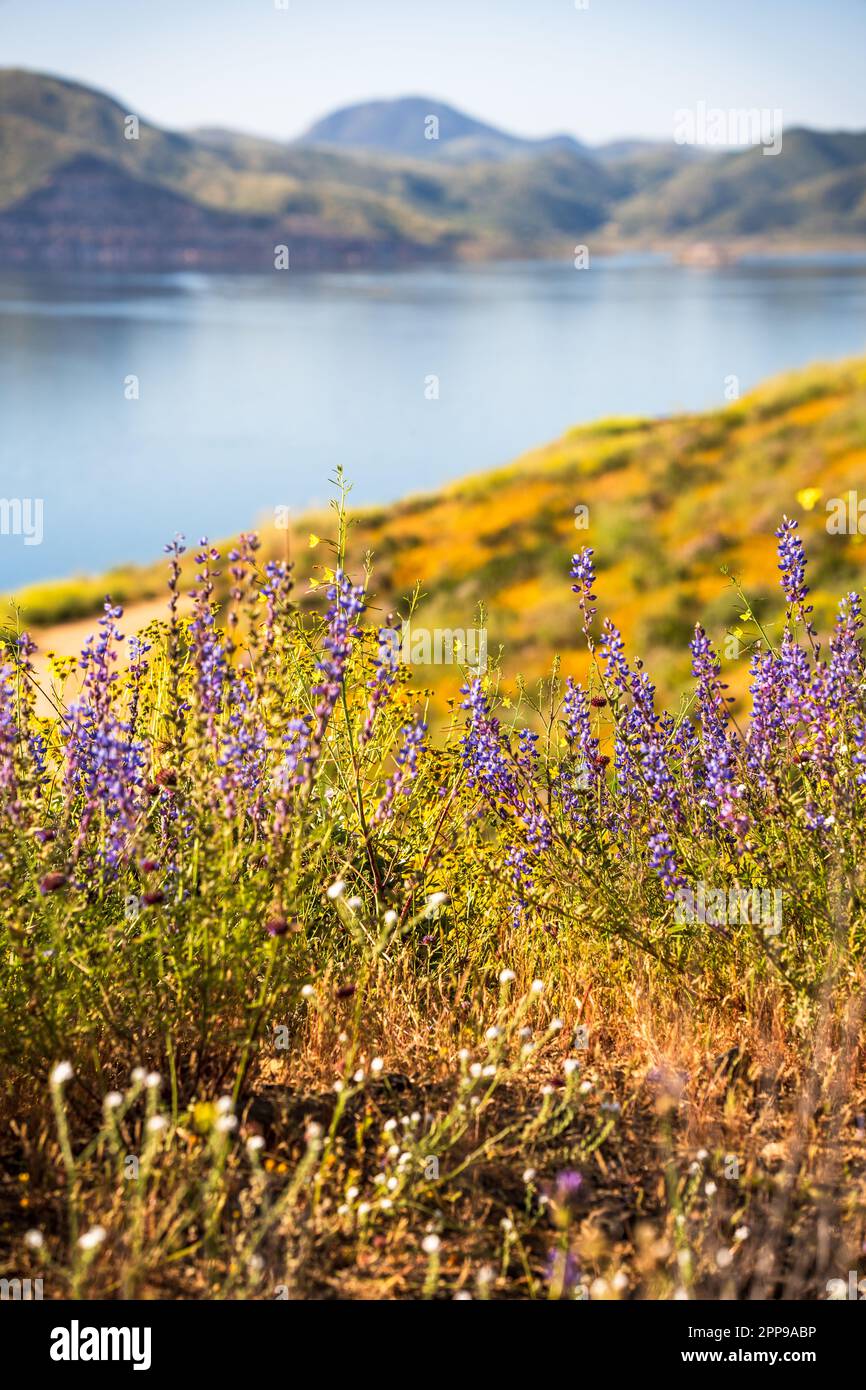 Carrizo plain california daisy wildflowers hi-res stock photography and ...