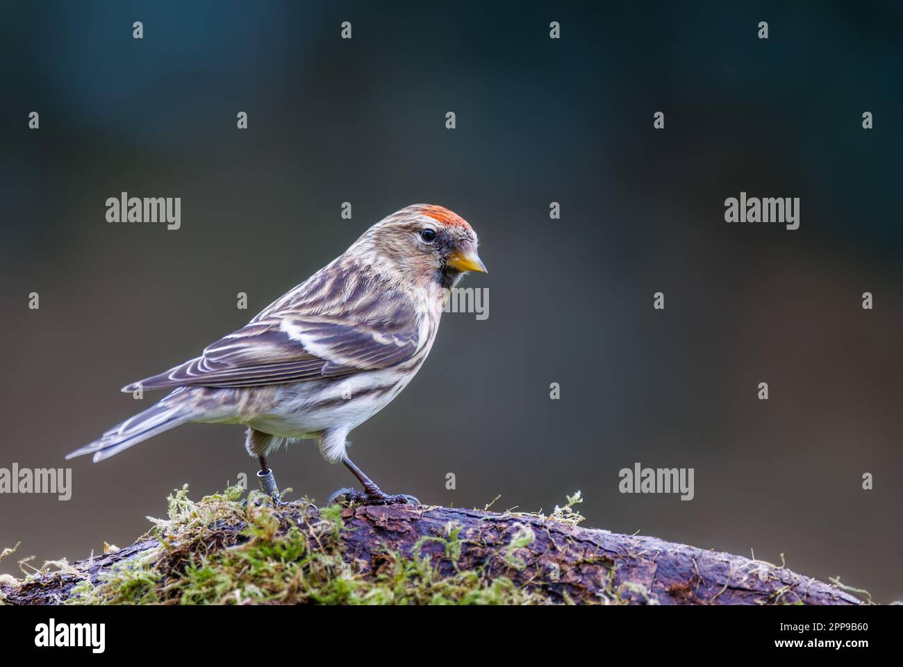 Acanthis hi-res stock photography and images - Alamy