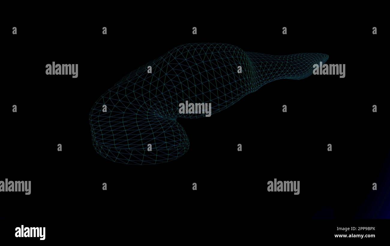 Pancreas Human Digestive System Anatomy For Medical Concept 3D ...
