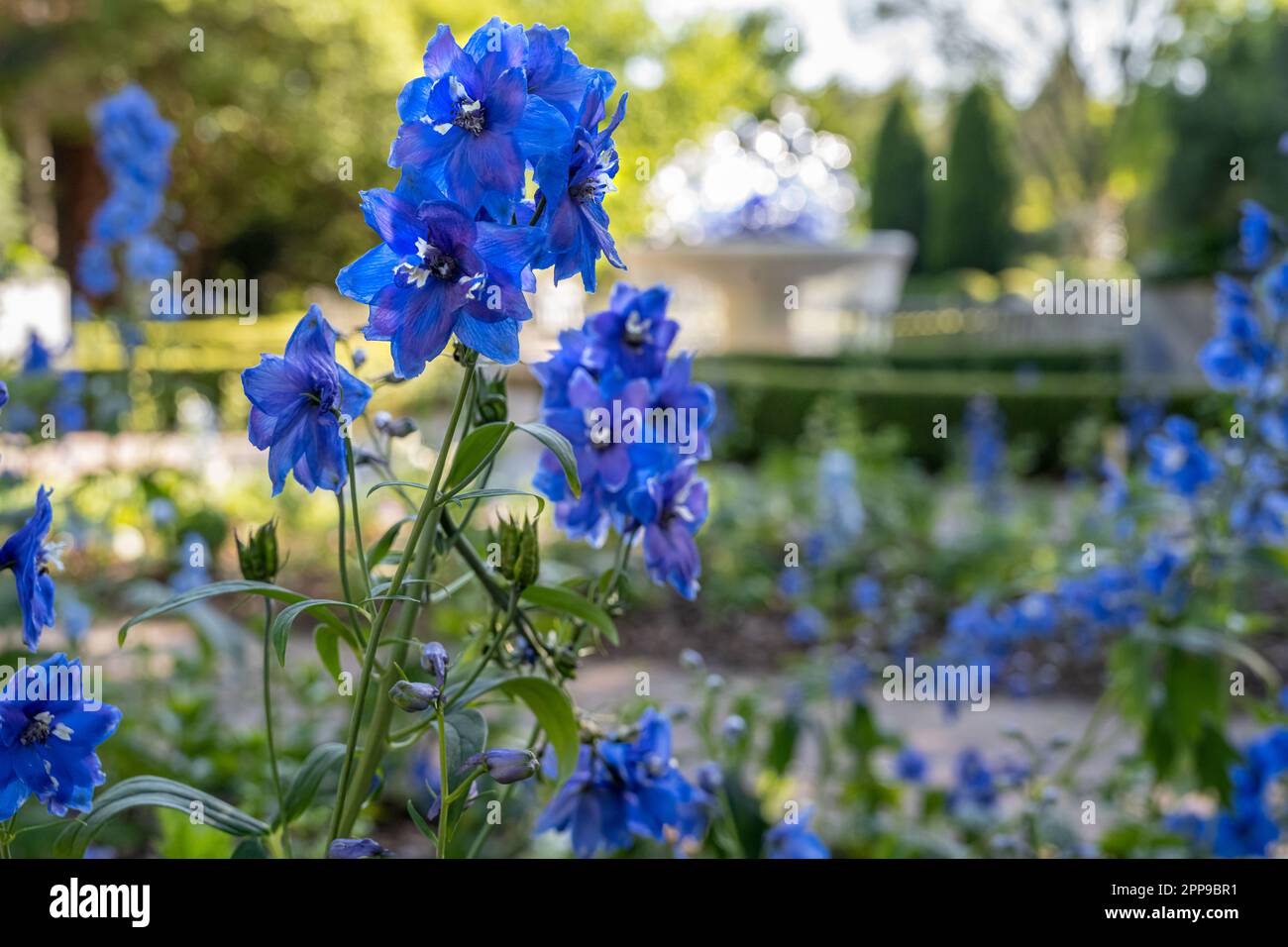 Blue-violet springtime flowers in Levy Parterre, a formal medieval knot ...