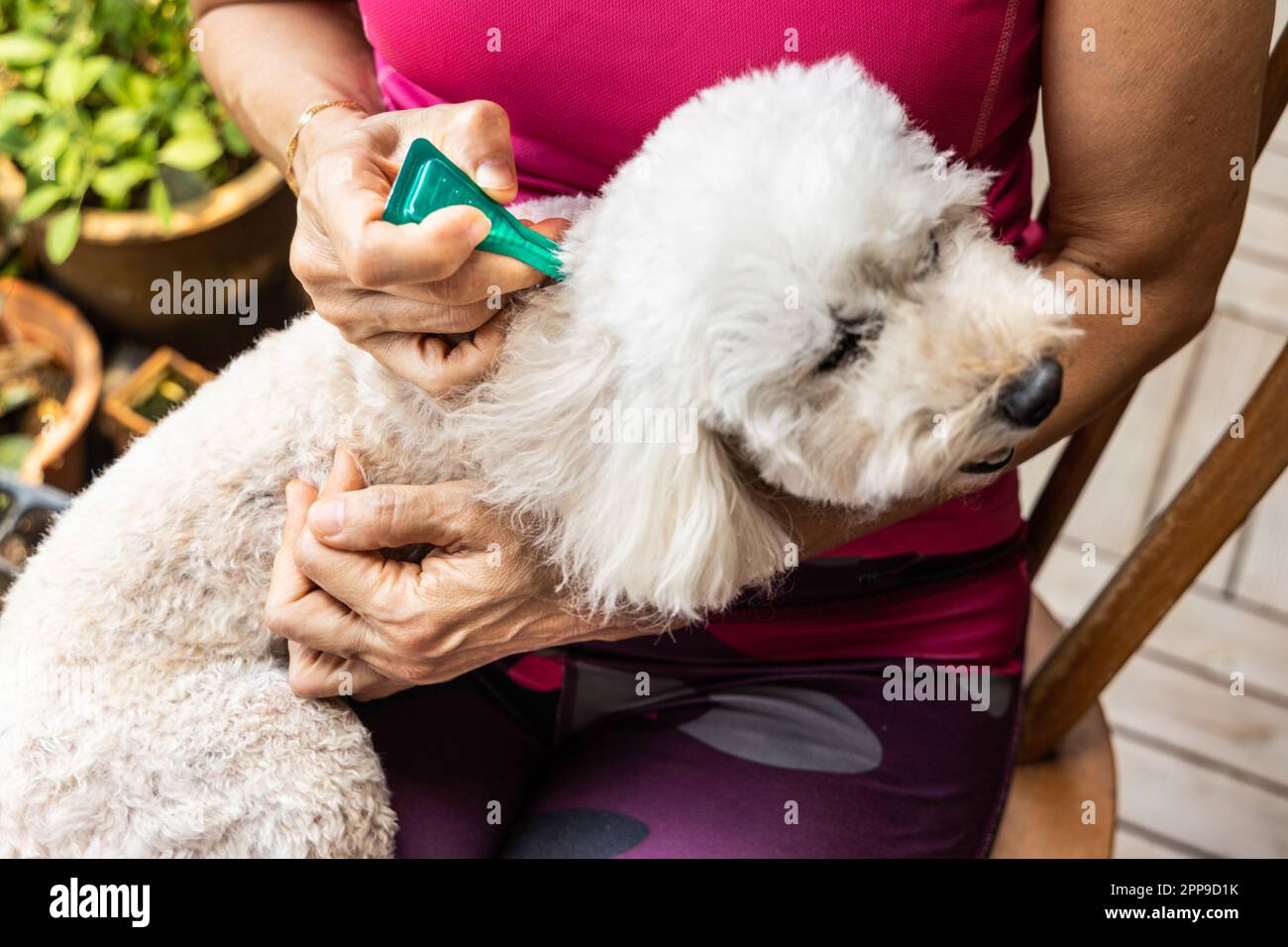 Close-up of person applying ticks, lice and mites control medicine on ...
