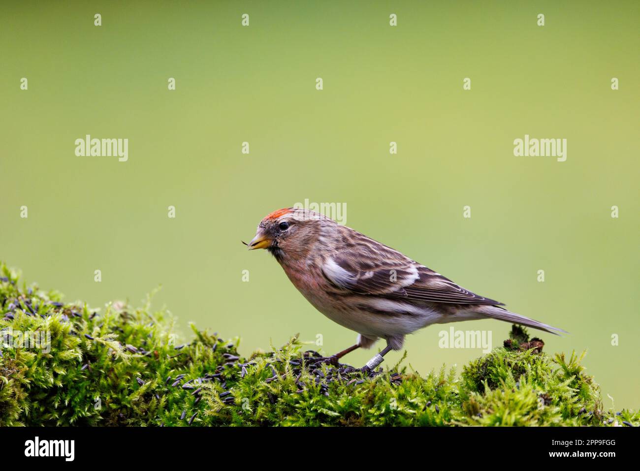 Common Redpoll [ Acanthis flammea ] on mossy branch feeding on Niger ...