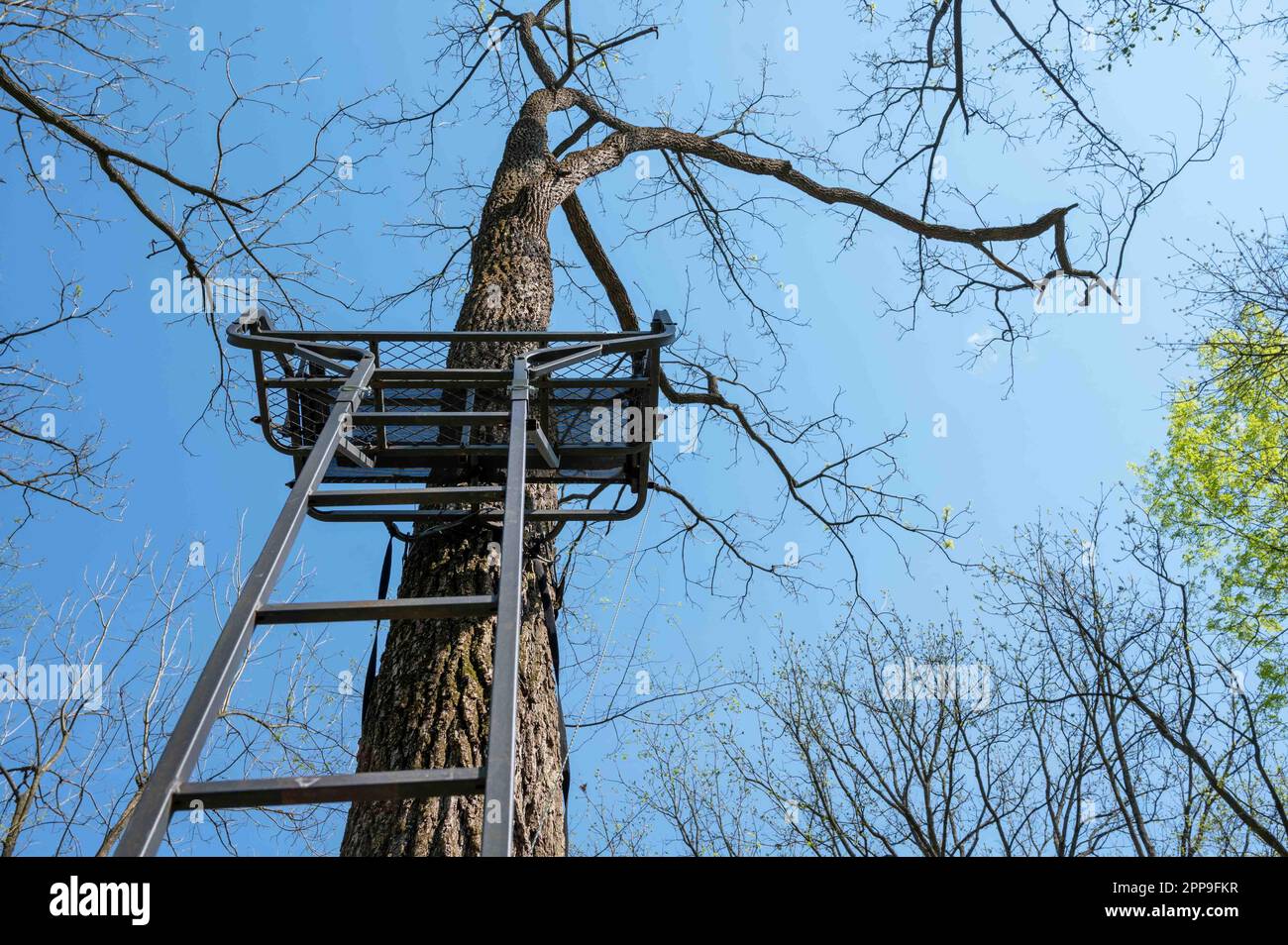 Low angle view of a tree stand with ladder strapped to a tall tree ...