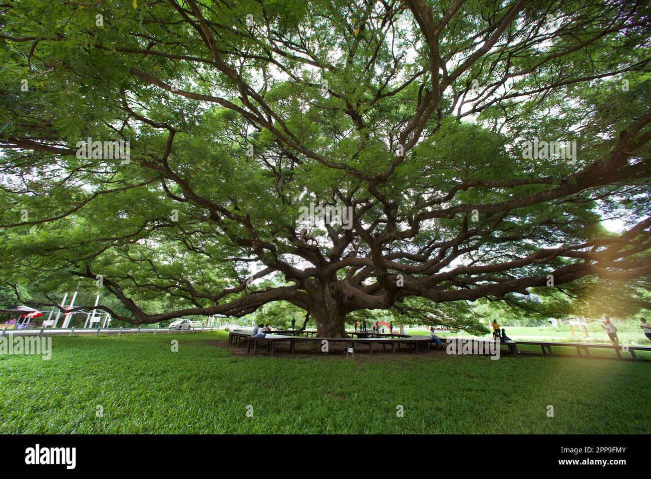 Giant raintree hi-res stock photography and images - Alamy