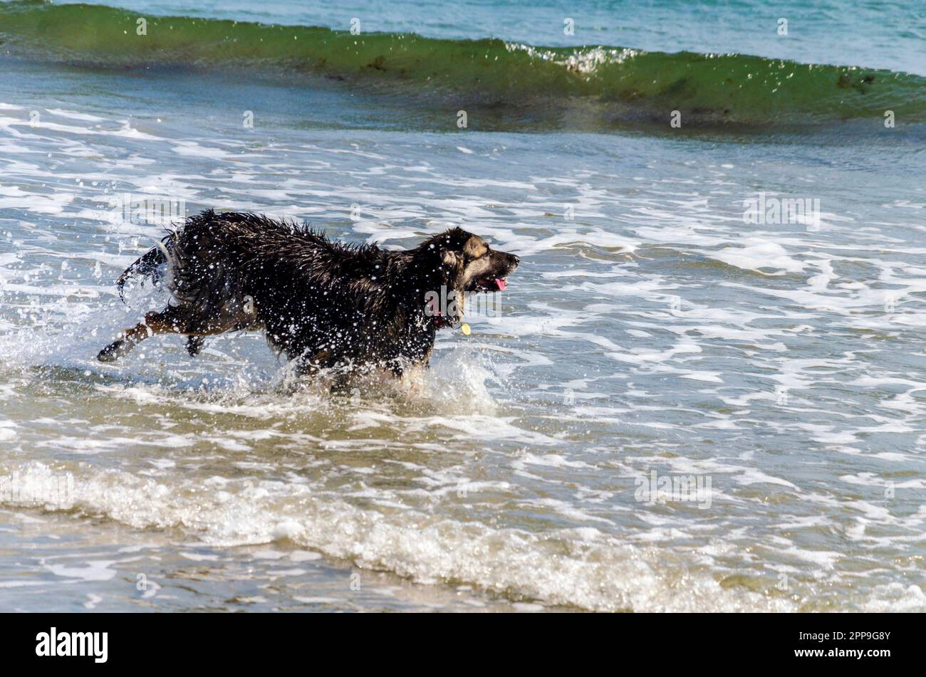 A dog running and having fun in the surf on the beach in Cloughey ...