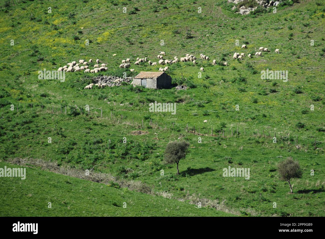 sheep farm in Sicily, Italy Stock Photo - Alamy