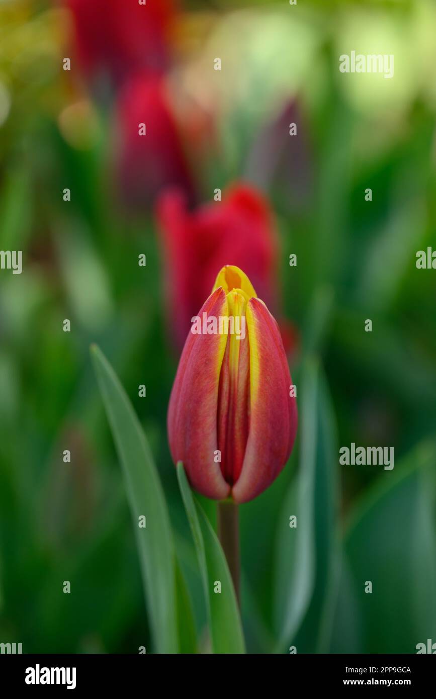 spring time in the garden Stock Photo - Alamy