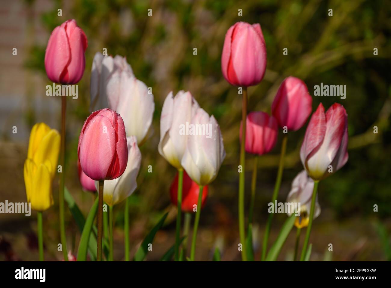 spring time in the garden Stock Photo - Alamy