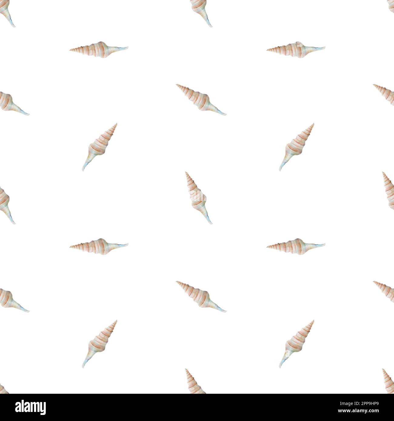Watercolor drawing rapport of cone shells on white background ...