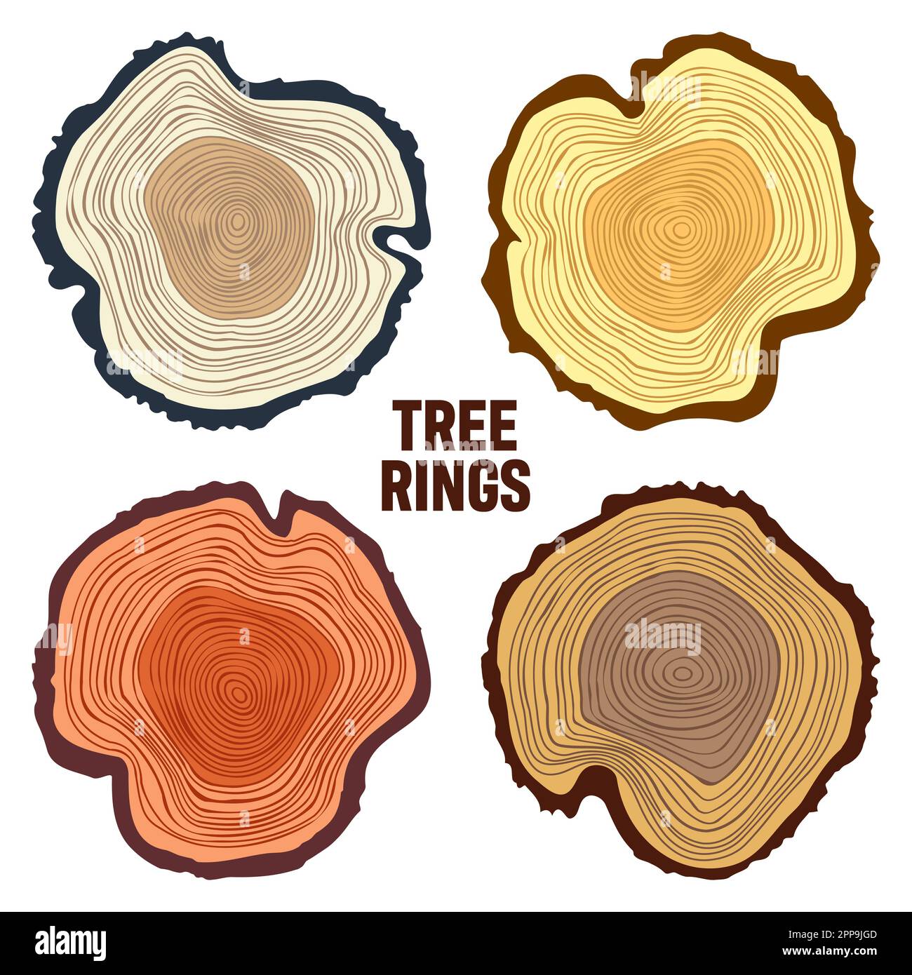 Round colorful tree trunk cuts, sawn pine or oak slices, lumber. Saw ...