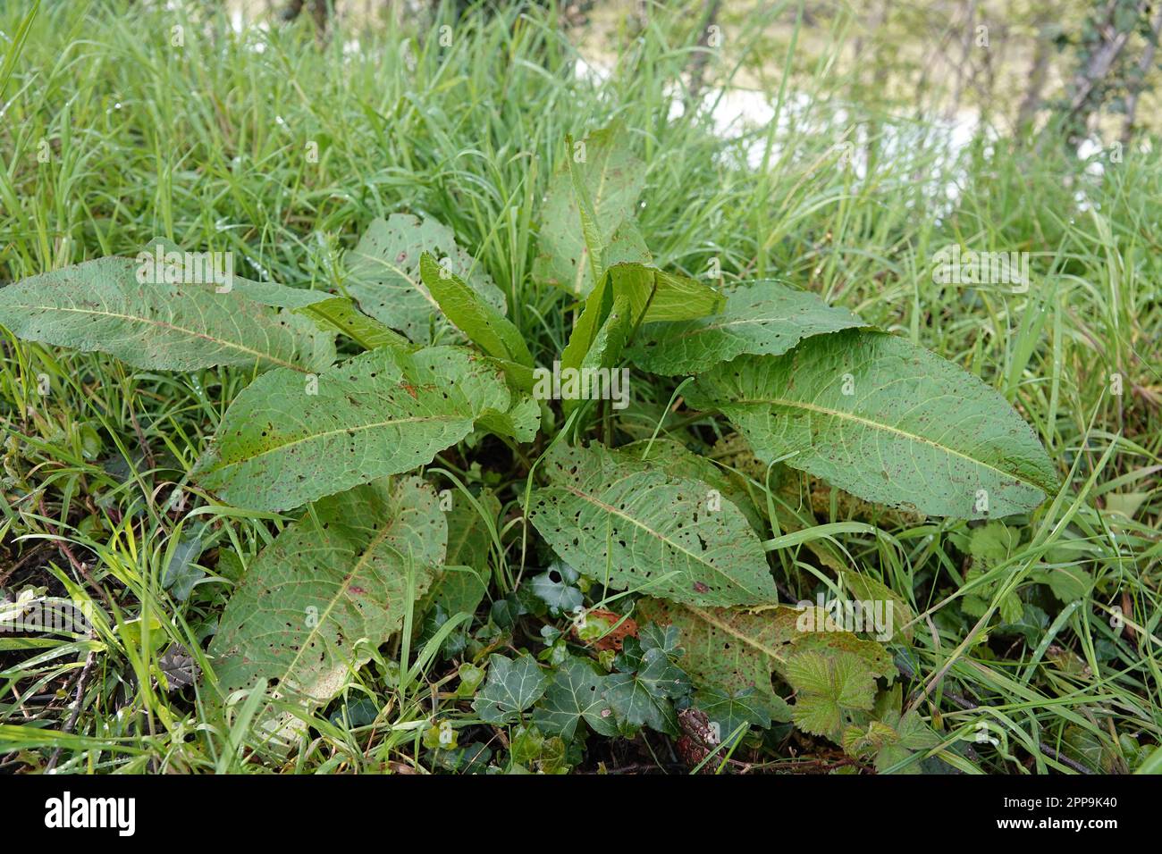 Natural low angle close up of a large young common European broad ...
