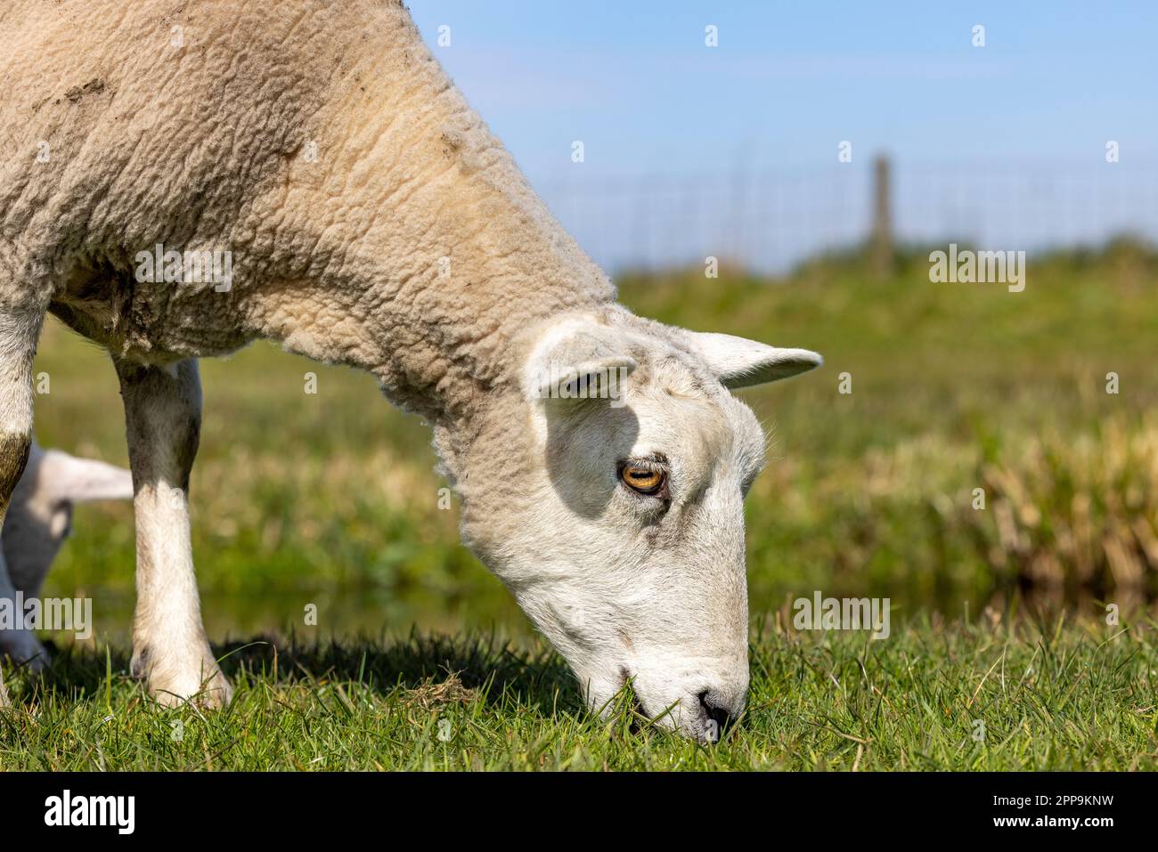 Grazing sheep face, close up eating blades of grass, in a green pasture ...